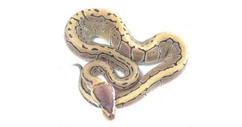Pinstripe Ball Python For Sale XyzReptiles