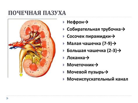 Анатомия органов мочеполового аппарата презентация онлайн