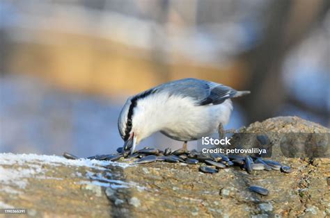 새와 해바라기 씨앗 유라시아 너트해치 또는 나무 너트해치는 작은 패서린 새입니다 Wood Nuthatch에 대한 스톡 사진 및 기타 이미지 Wood Nuthatch