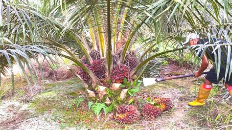 Panen Sawit Buah Banyak Skil Pemanen Indonesia Youtube