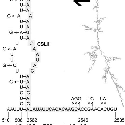 Stem Loop II SLII Deficient Mutants Do Not Produce D RNA A The Download Scientific Diagram