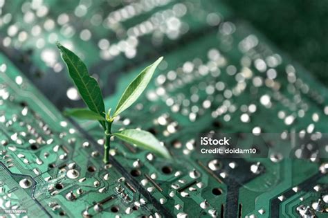 컴퓨터 회로 기판의 수렴 지점에서 자라는 나무 그린 컴퓨팅 그린 테크놀로지 그린 It Csr 및 It 윤리 녹색 기술의 개념입니다 환경 녹색 기술 0명에 대한 스톡 사진 및