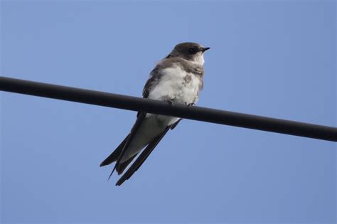ショウドウツバメ 2018 09 17 日本の野鳥識別図鑑