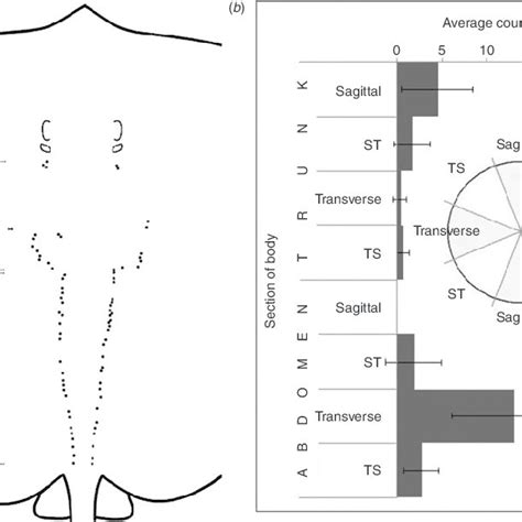 A Schematic Representation Of The Distribution Of Pit Organs Across