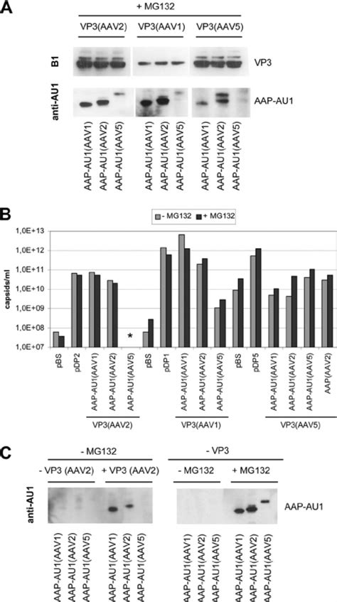 Comparison Of Vp3 Capsid Assembly Activated By Aap Derived From Aav1