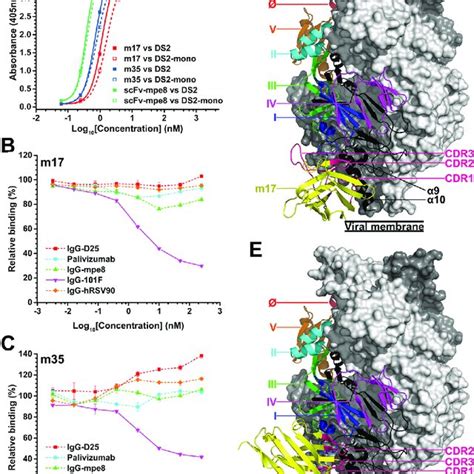 Epitope Mapping A Antibodies Binding To Monomeric And Trimeric Ds2