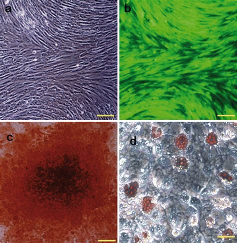 Characterization Of Isolated Mscs A Morphology Of Gfp Mscs By
