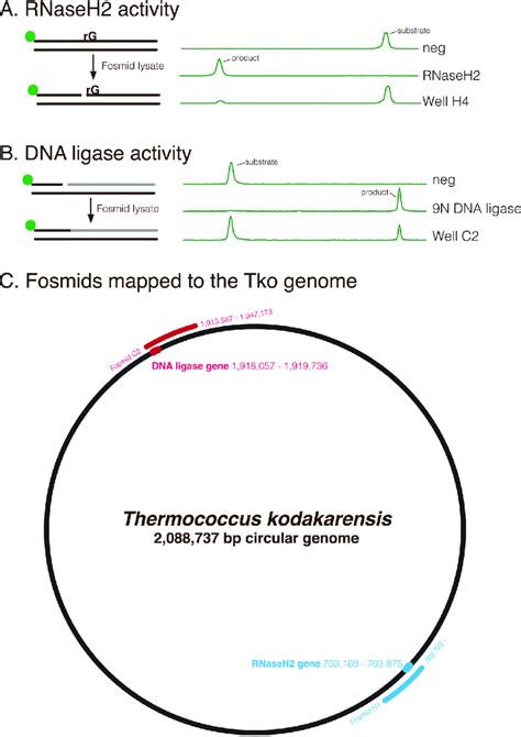 Examples Of Functional Genomics Screening To Identify Rnaseh2 Dna