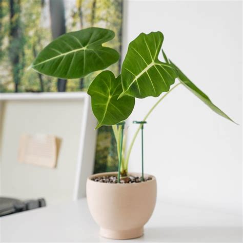 알로카시아 프라이덱 미니토분으로 과습방지중 네이버 블로그