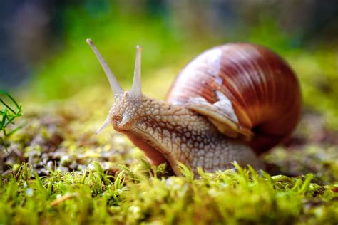 Mollusks Earthpedia