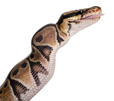Premium Photo Python Royal Python Ball Python Python Regius Eating