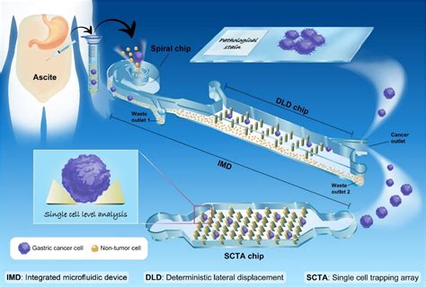 Gastric Cancer Cells