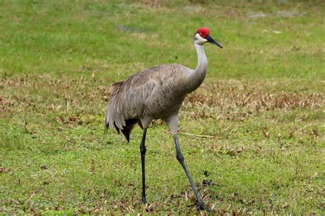 Sandhill Cranea Backyard Bird Nerd