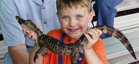 Visit The Everglades Alligator Farm In Homestead Florida
