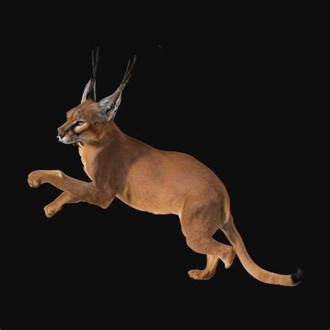 Caracal Download Free 3d Models Generated With Meshy Ai By Rg Royalgaming1