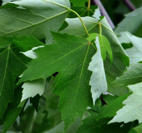 How To Identify Maple Trees Facts About Maple Tree Types