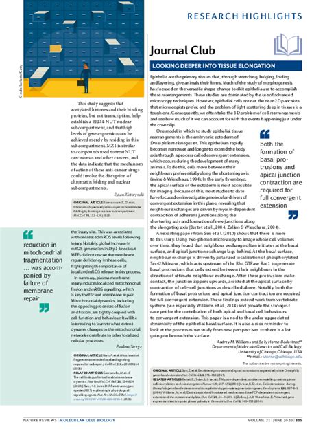 Pdf Looking Deeper Into Tissue Elongation