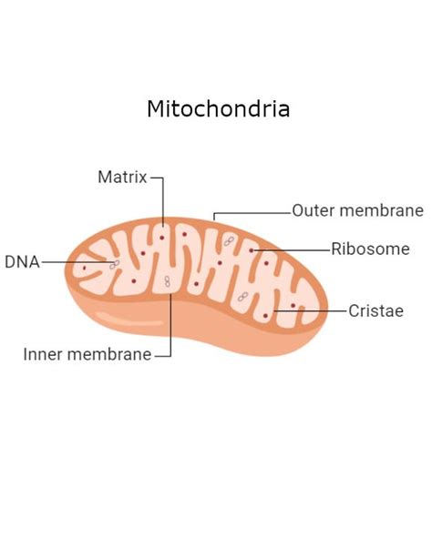 Week 26 Inspired By Stem Fueled By Mitochondria And Coffee Hazelnut