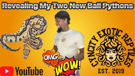 Revealing My Two New Ball Pythons 🧩 Beginner Collector Youtube