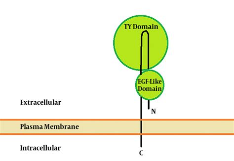 Diagram Of Epcam Protein At The Cell Membrane With The Extracellular