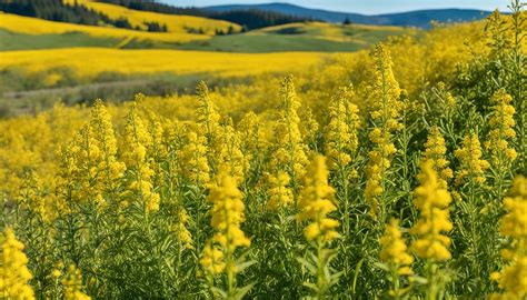 Kentuckys State Flower Identity Unveiled