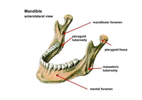 Mandible