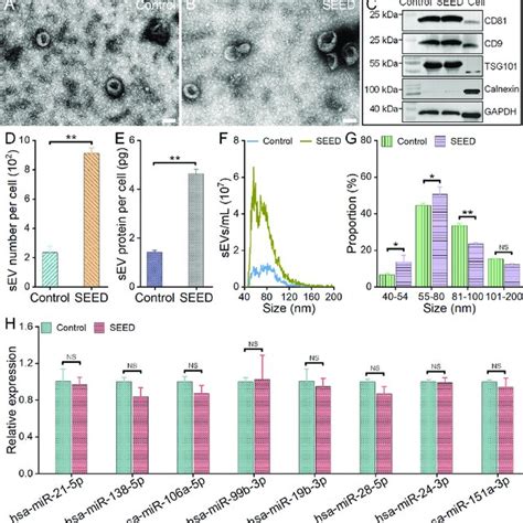 Characterization Of Bm Mscs A Cell Morphology Of Untreated Control