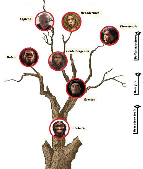 Human Evolution Diagram Tree