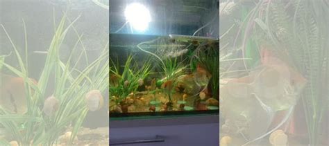 Аквариум с рыбками купить в Воткинске | Животные и зоотовары | Авито