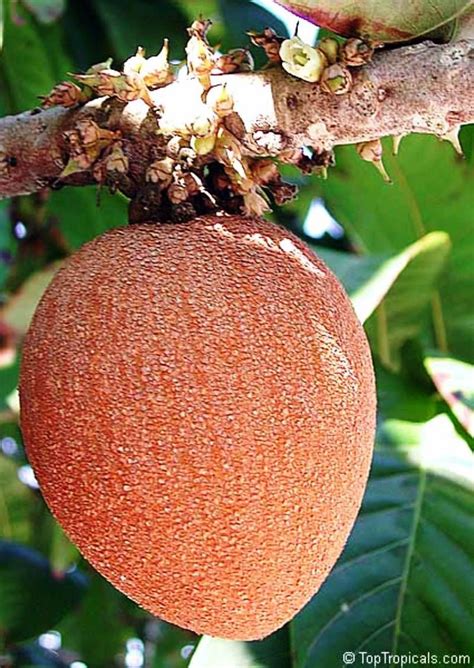 Pouteria Sapota Mamey Mamey Sapote Fruit Mamey Tree Mamey Sapote