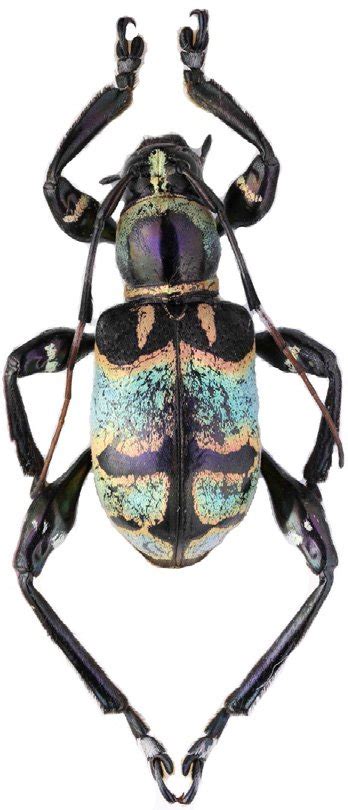 Cerambycidae Genus Thumbnails