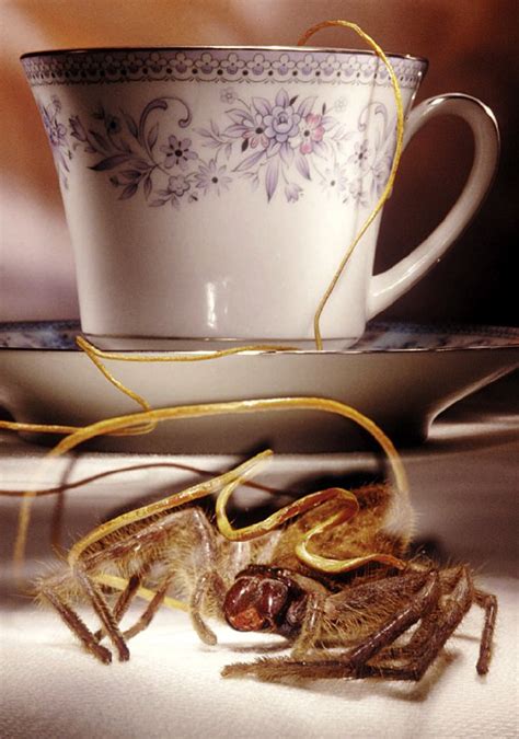 Gordian Worms The Australian Museum