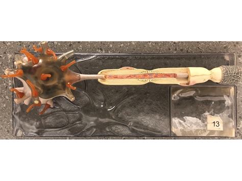 Neuron Diagram Quizlet