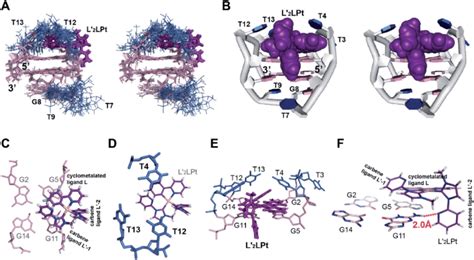 A The Ensemble Of The Superimposed 10 Nmr Restraint Refined