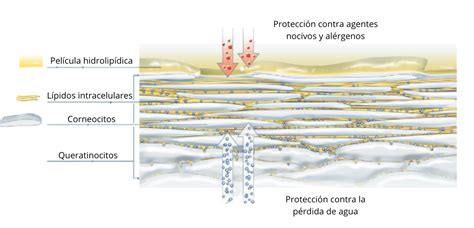Xerosis Or Dry Skin What Is It Causes And Treatment Prospera Biotech