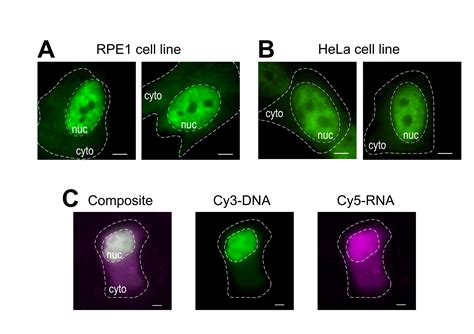 Bead Loading Proteins And Nucleic Acids Into Adherent Human Cells