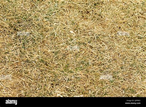 Dry Grass Texture Background With Green Grass Texture Of Dry Grass