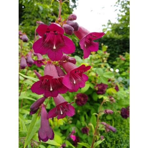 Penstemon Rich Ruby Bugatölcsér Királykert