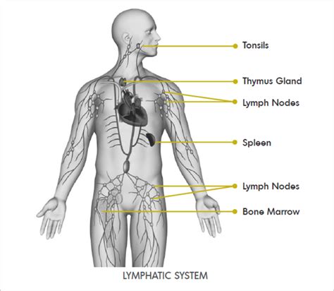 What Is Lymphatic System What Are Lymph Nodes Lymphocytes