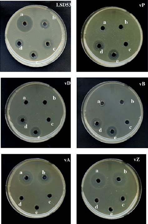 Agar Diffusion Test Showing Cross Resistance Among Bacteriocinresistant