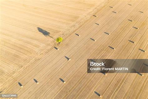 여름에 프랑스 부르고뉴 니에브르에서 수확한 후 밀밭 녹색 나무 밀짚 부츠가 있는 시골풍경을 볼 수 있습니다 0명에 대한 스톡 사진 및 기타 이미지 Istock