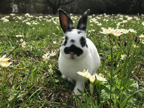 Cute Lil Bunny In Black And White Sitting In The Grass