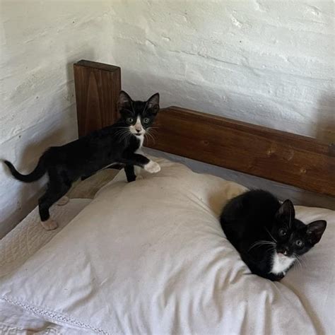 Morochitos En AdopciÓn Hembras Amigos De Los Animales