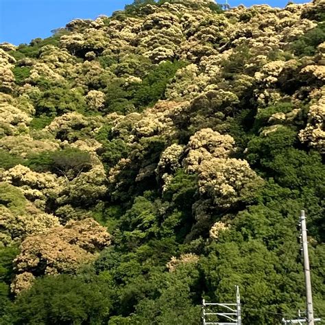 金色の花が咲く山〜金華山 ブログ 瑞穂区のエステならyour Room Brisk