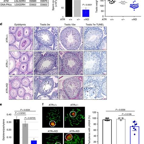 Atr Kd Male Mice Display Defects In Spermatogenesis And Meiotic Sex