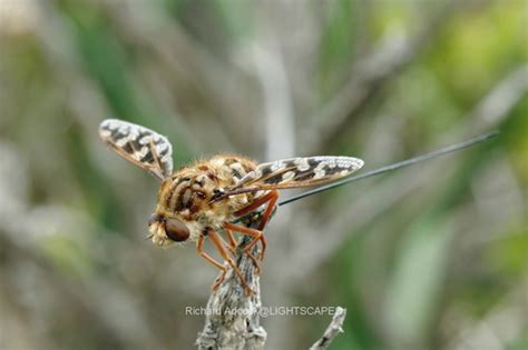 Megalong Tanglevein Fly Moegistorhynchus Longirostris · Inaturalist