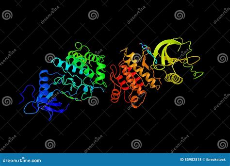 Fibroblast Growth Factor Receptor 1 A Receptor Tyrosine Kinase Stock