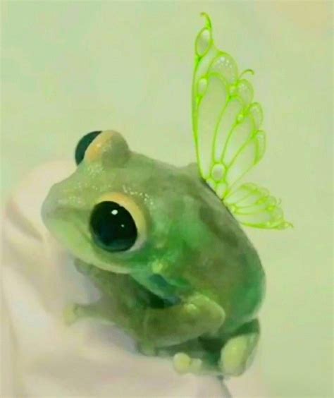 Frog With Wings😩🙏🙏🙏 Schattigste Dieren Dieren Kikker