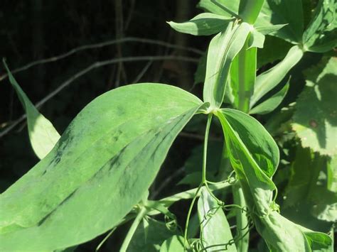 Lathyrus Latifolius Identification Health Benefits Uses Invasive