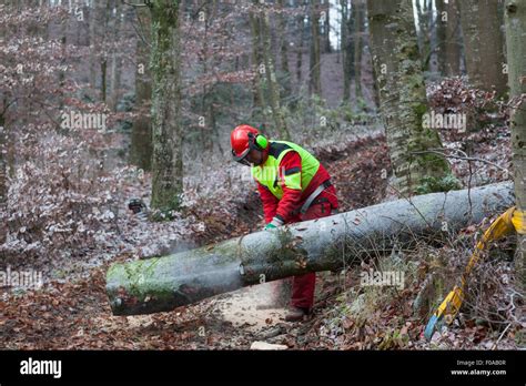 Logger Sawing Tree In Forest Stock Photo Alamy
